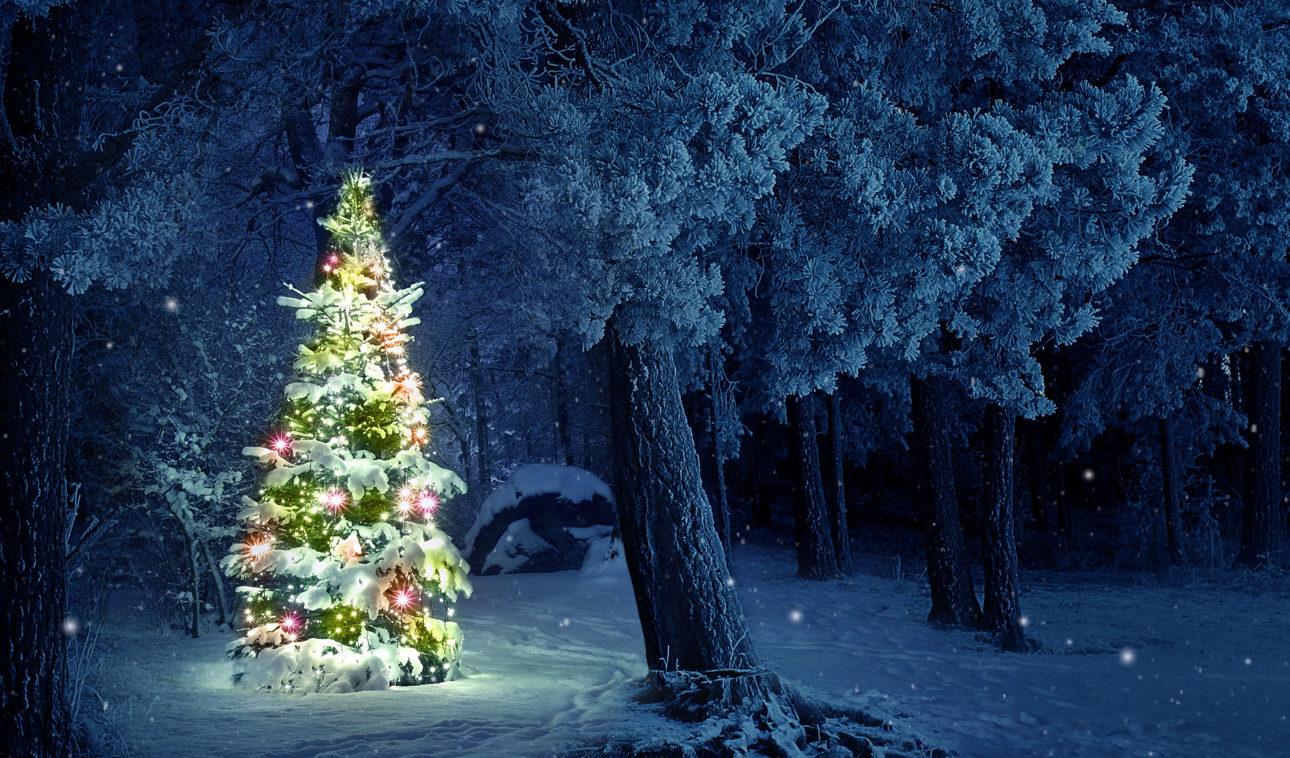 Tickets for Mortimer Farms Christmas Walk & Farm Park
