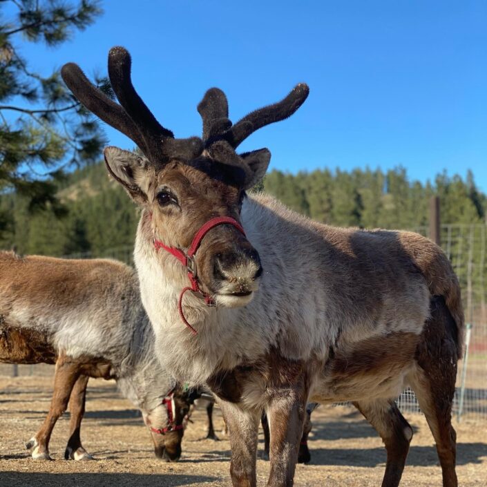 Leavenworth Reindeer Farm Experience | Washington Farm Tour