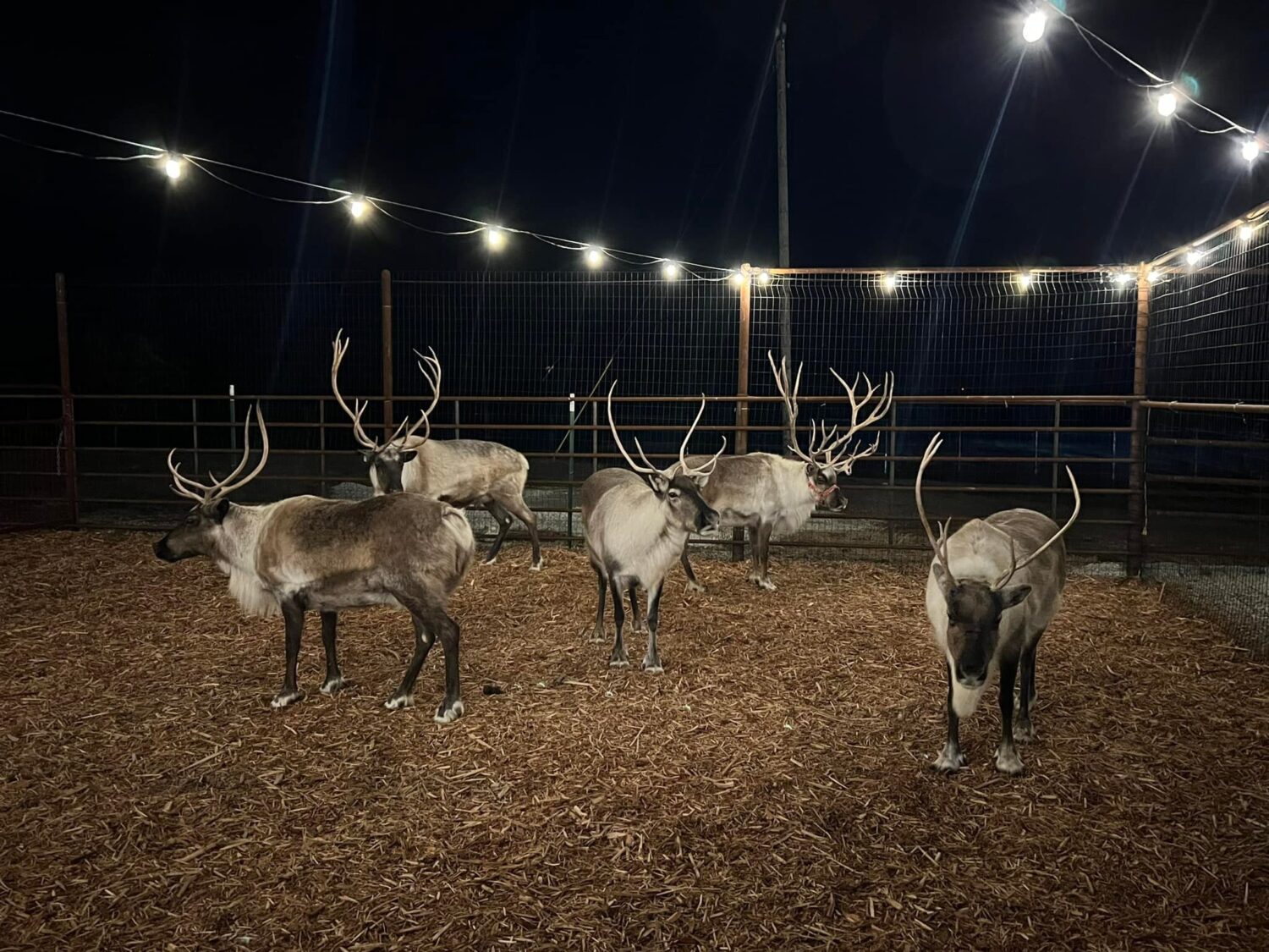 Reindeer Farm Christmas Experience | Missouri