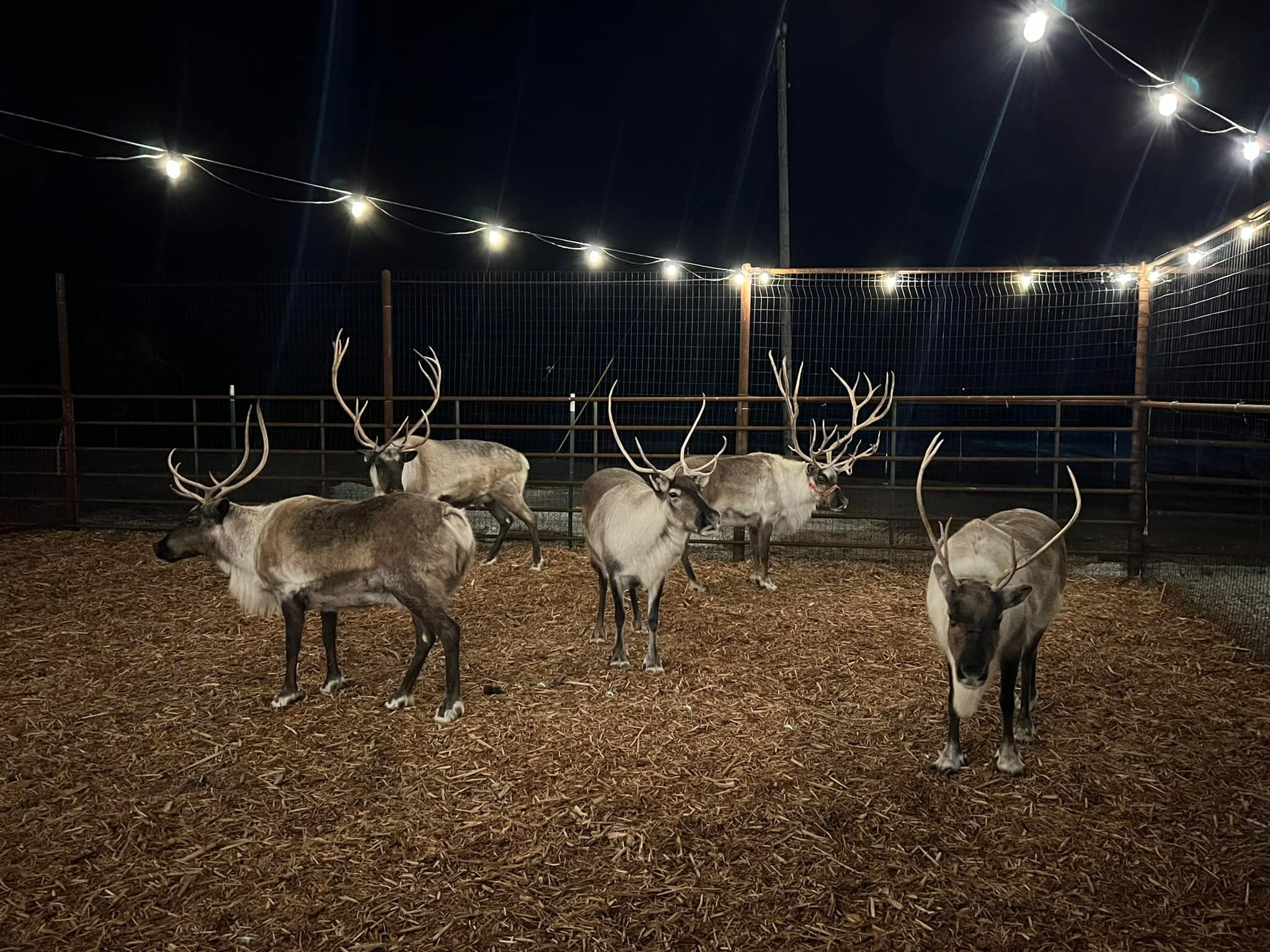 Reindeer Farm Christmas Experience | Missouri