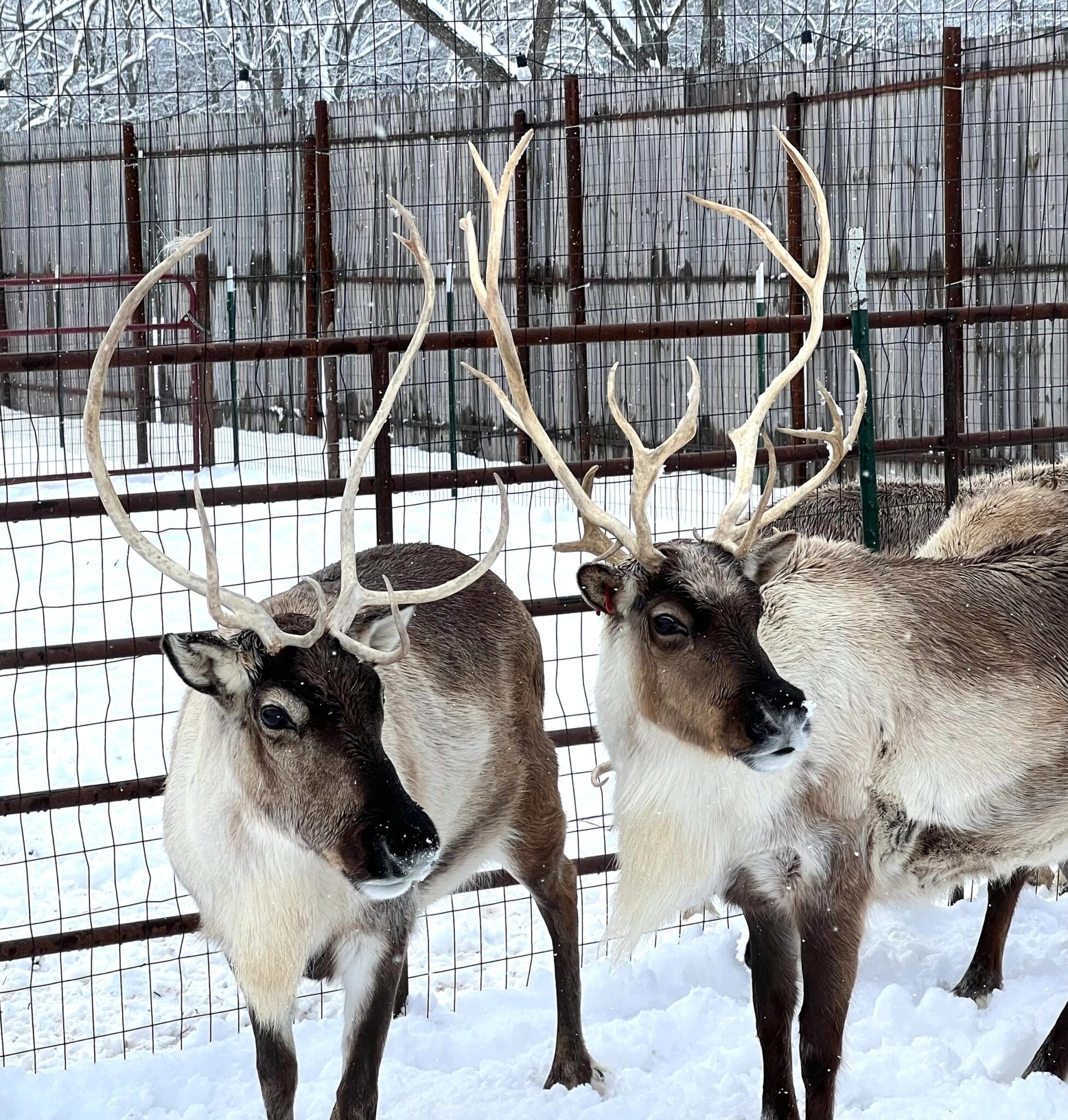 Reindeer Farm Christmas Experience | Missouri