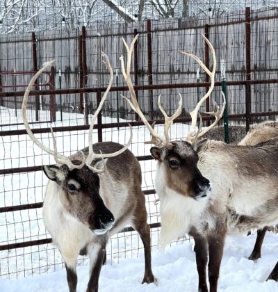 Reindeer Farm Christmas Experience | Missouri